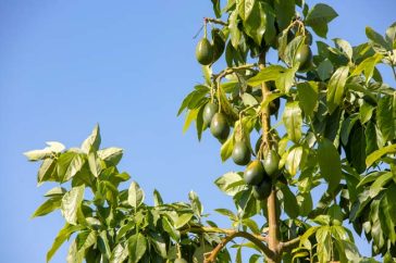 Jak wyhodować awokado z pestki - uprawa w doniczce
