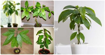 Jak wyhodować awokado z pestki - uprawa w doniczce